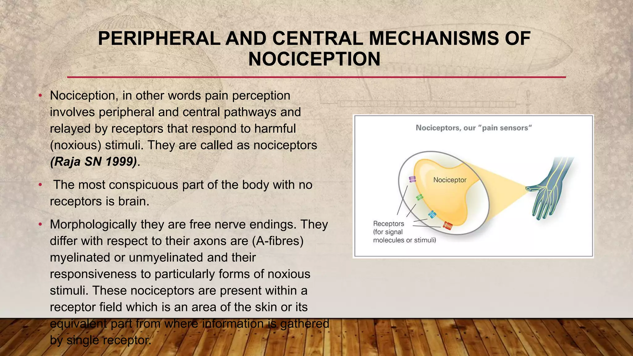 Pain pathway | PPTX | Physical Therapy | Wellness