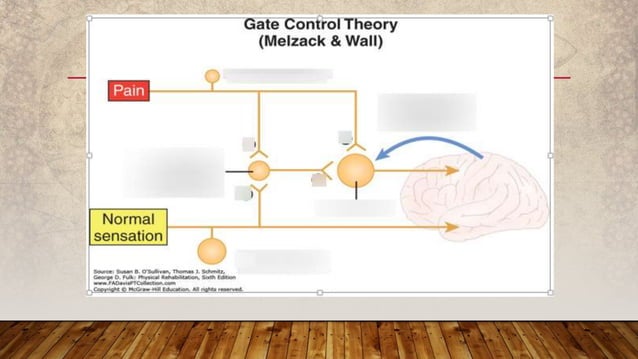 Pain pathway | PPTX | Physical Therapy | Wellness