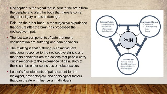 Pain pathway | PPTX | Physical Therapy | Wellness