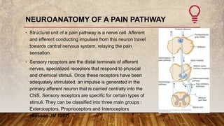 Pain pathway | PPTX