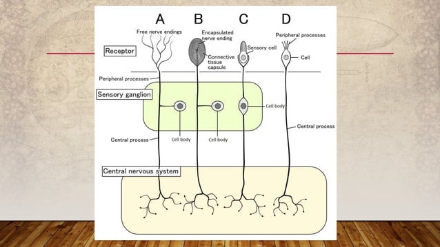 Pain pathway | PPTX | Physical Therapy | Wellness