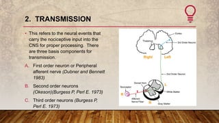 Pain pathway | PPTX