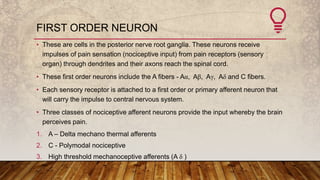 Pain pathway | PPTX