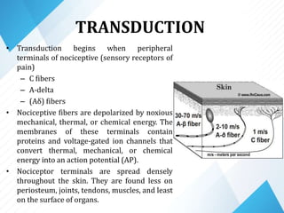 Pain pathway | PPTX
