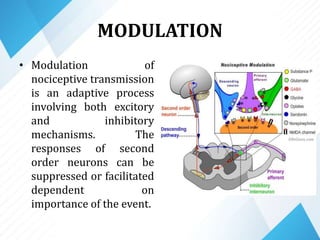 Pain pathway | PPTX