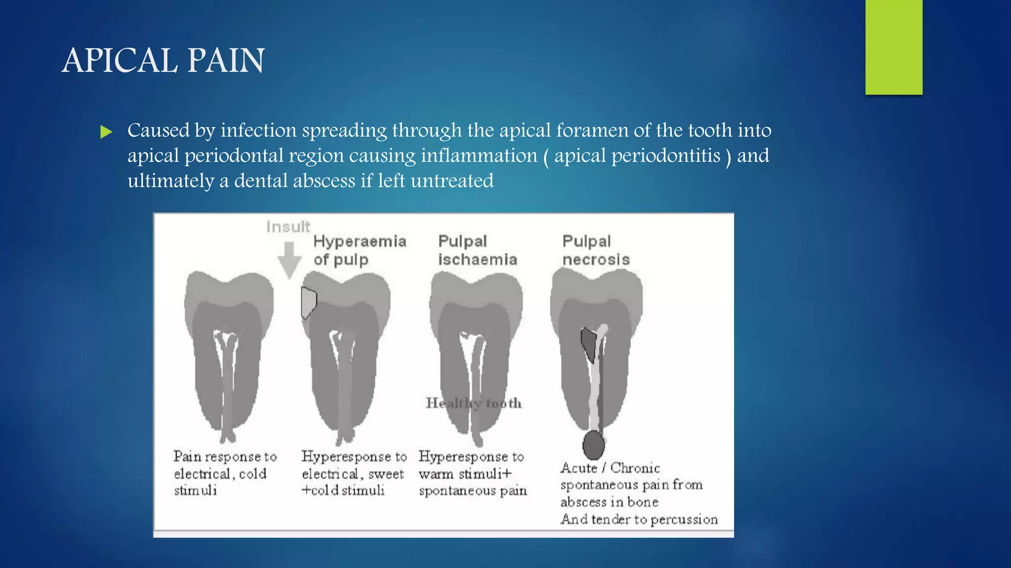 pain pathway.pptx