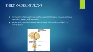 pain pathway.pptx