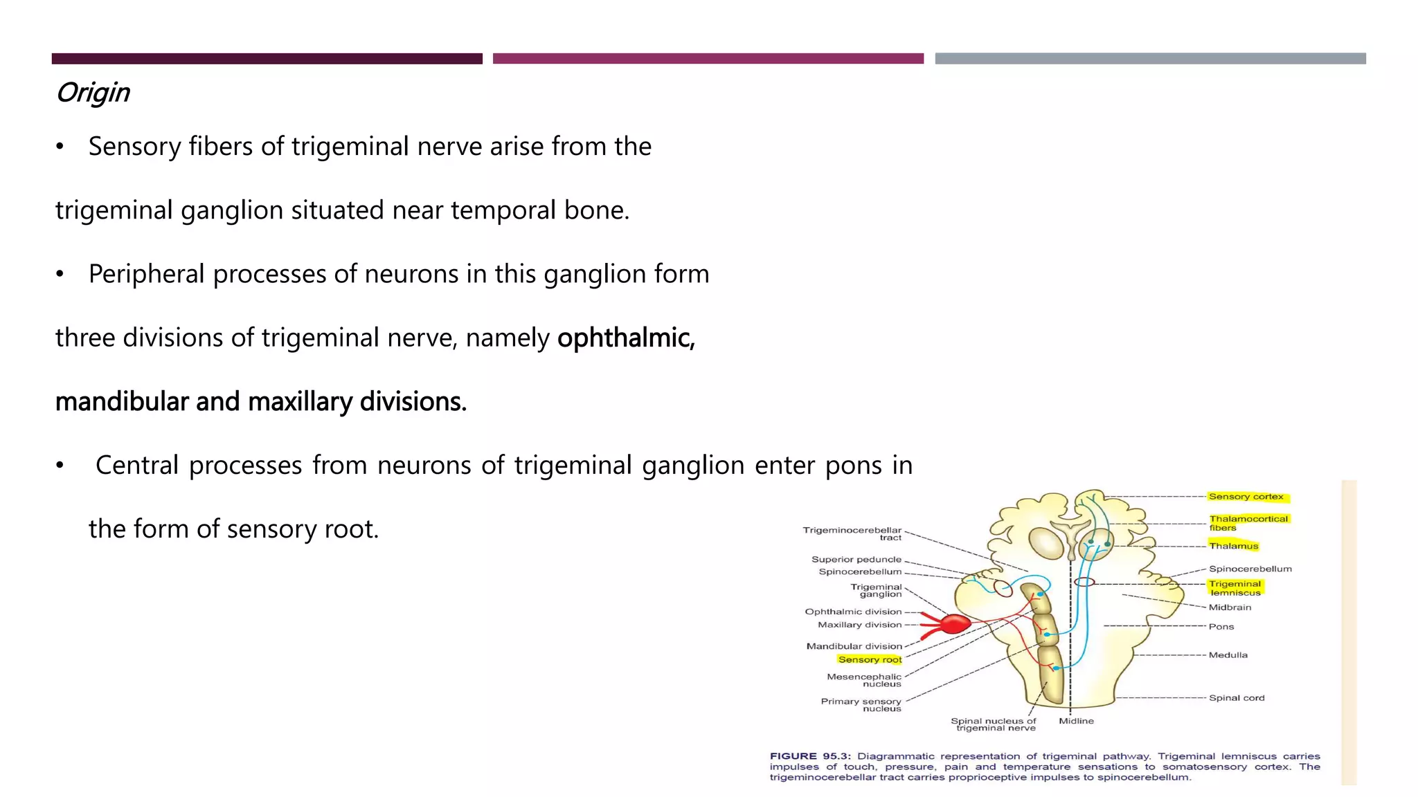 Pain pathway.pptx