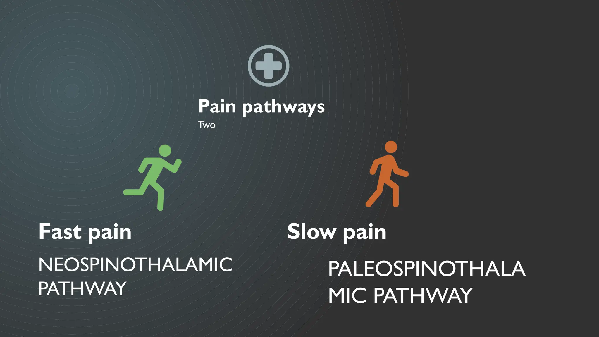 anatomy of pain pathway and management of acute postoperative pain | PPTX