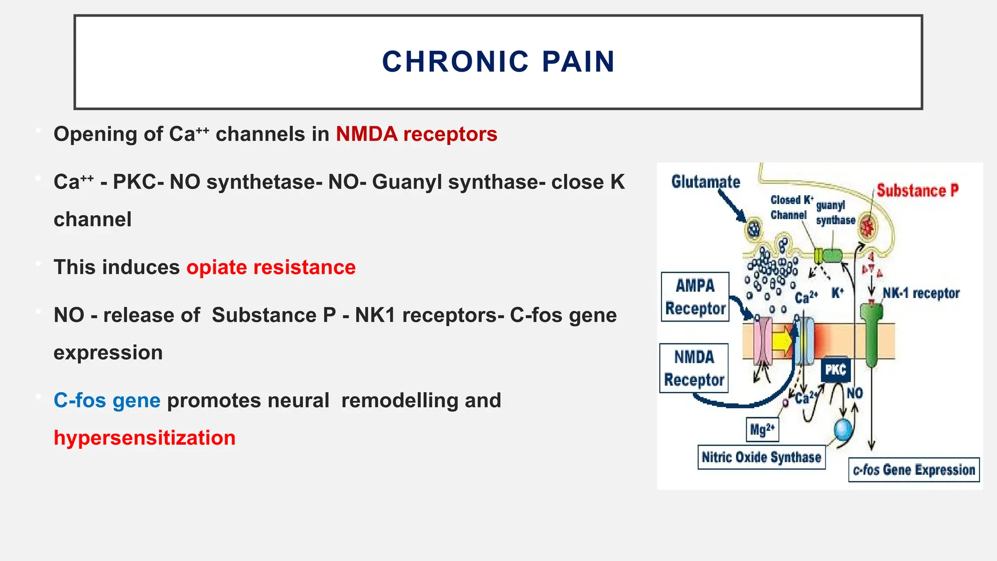 anatomy of pain pathway and management of acute postoperative pain | PPTX