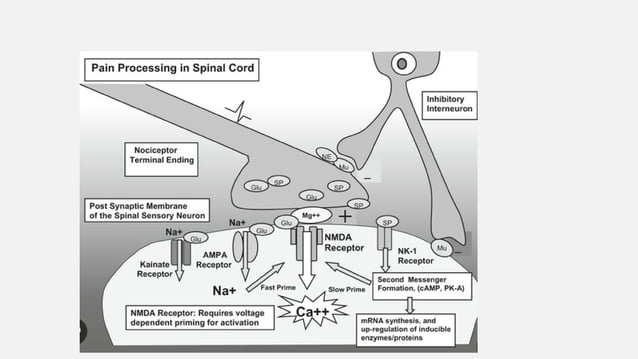 anatomy of pain pathway and management of acute postoperative pain | PPTX