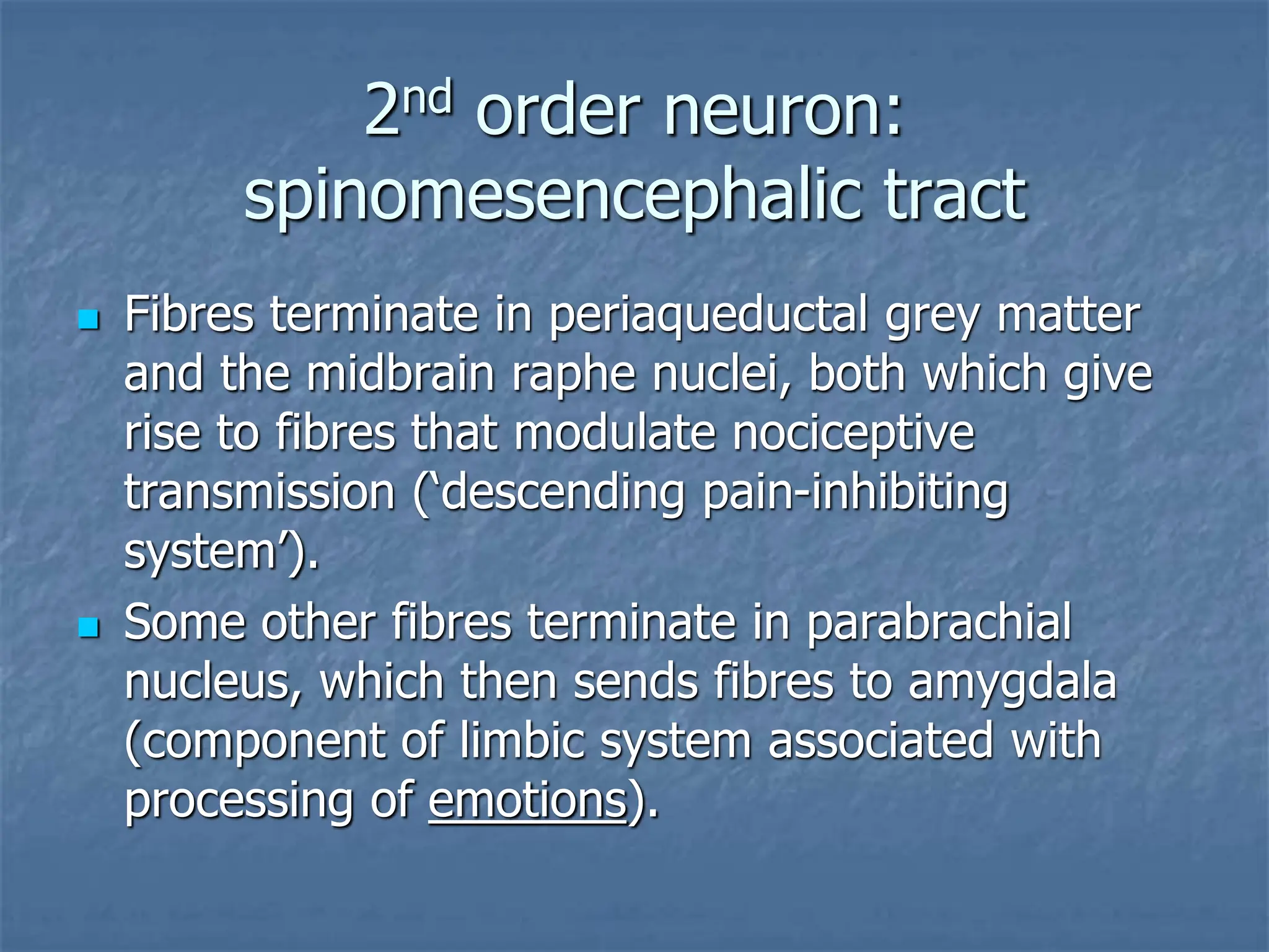 Neurons, Pain and Pain pathways (Physiology) | PPT