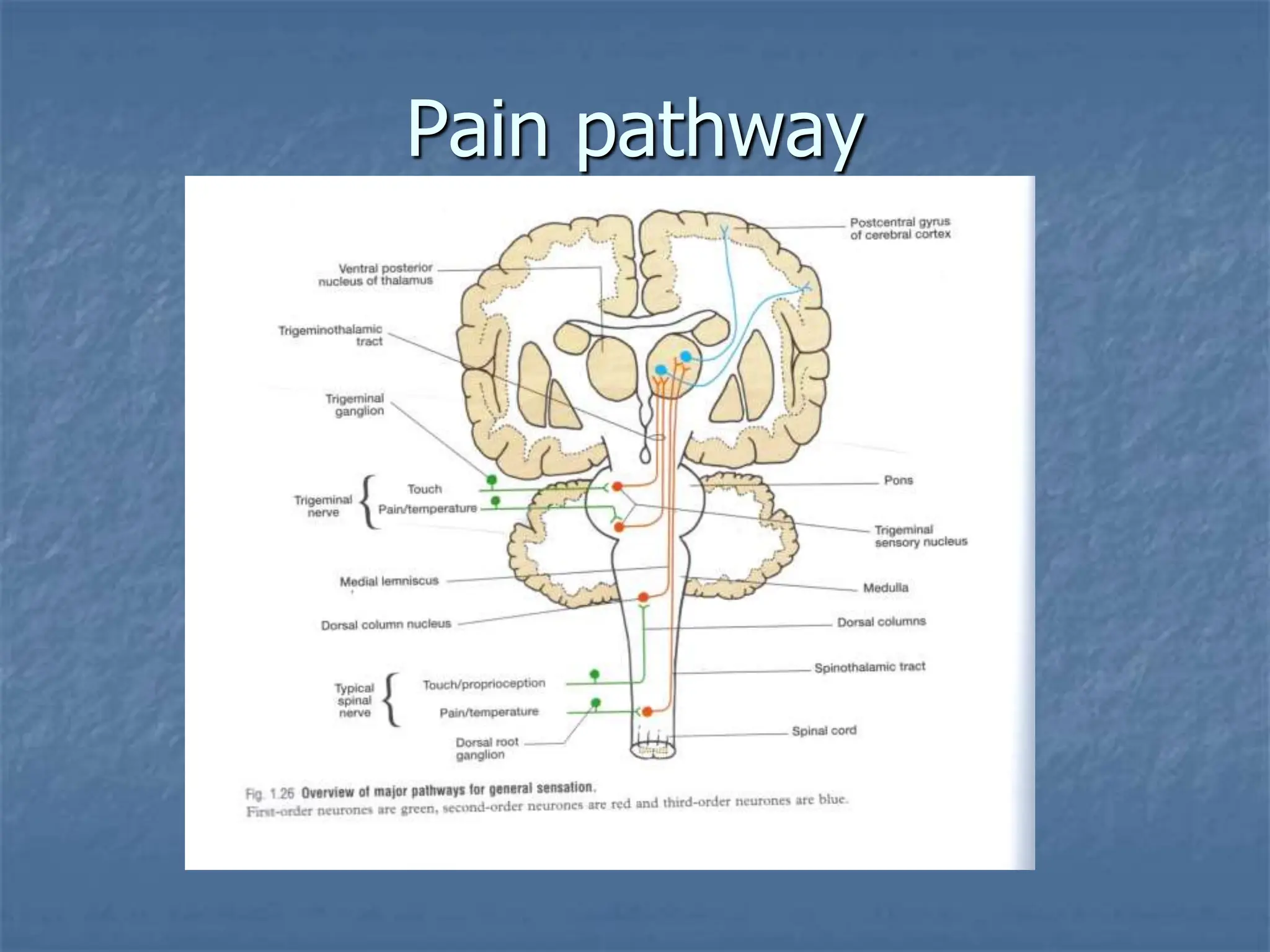 Neurons, Pain and Pain pathways (Physiology) | PPT