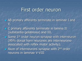 Neurons, Pain and Pain pathways (Physiology) | PPT