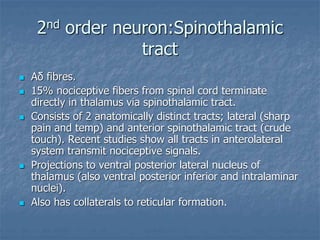 Neurons, Pain and Pain pathways (Physiology) | PPT