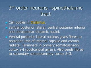 Neurons, Pain and Pain pathways (Physiology) | PPT