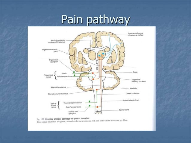 Neurons, Pain and Pain pathways (Physiology) | PPT