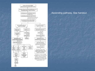 Neurons, Pain and Pain pathways (Physiology) | PPT