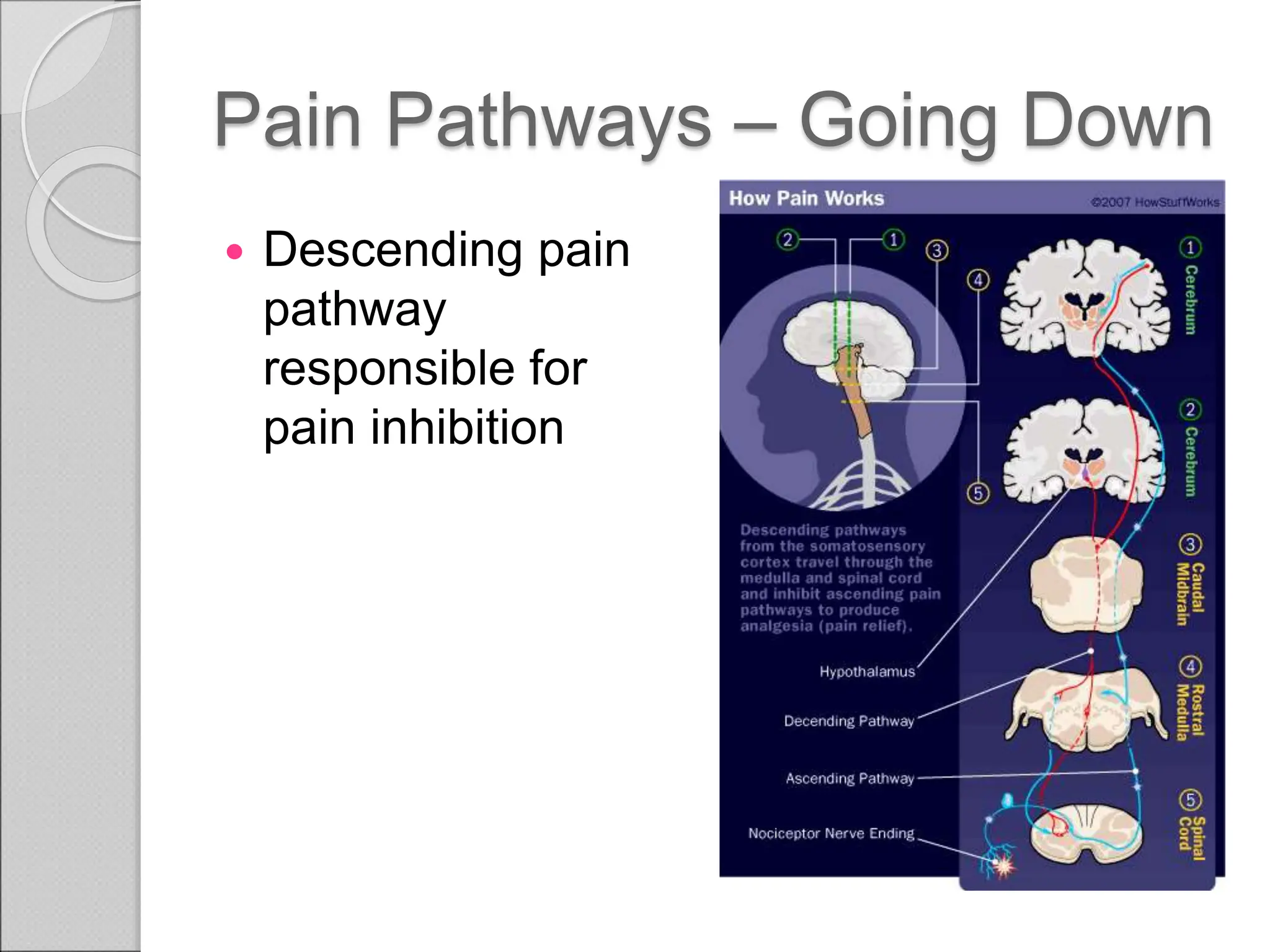 Nervous System, types of pain and pain pathways. | PPT