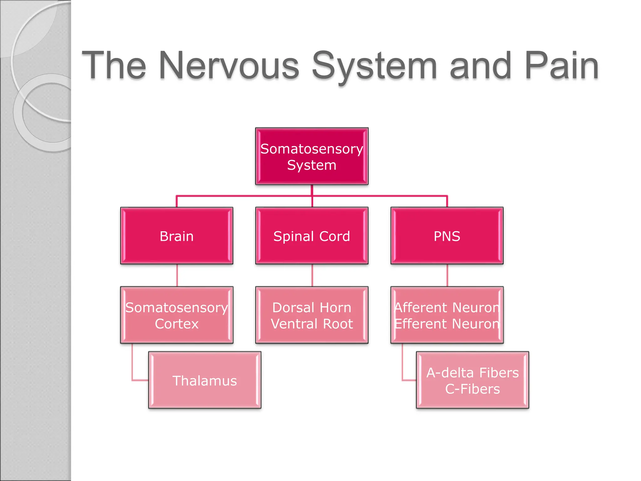 Nervous System, types of pain and pain pathways. | PPT