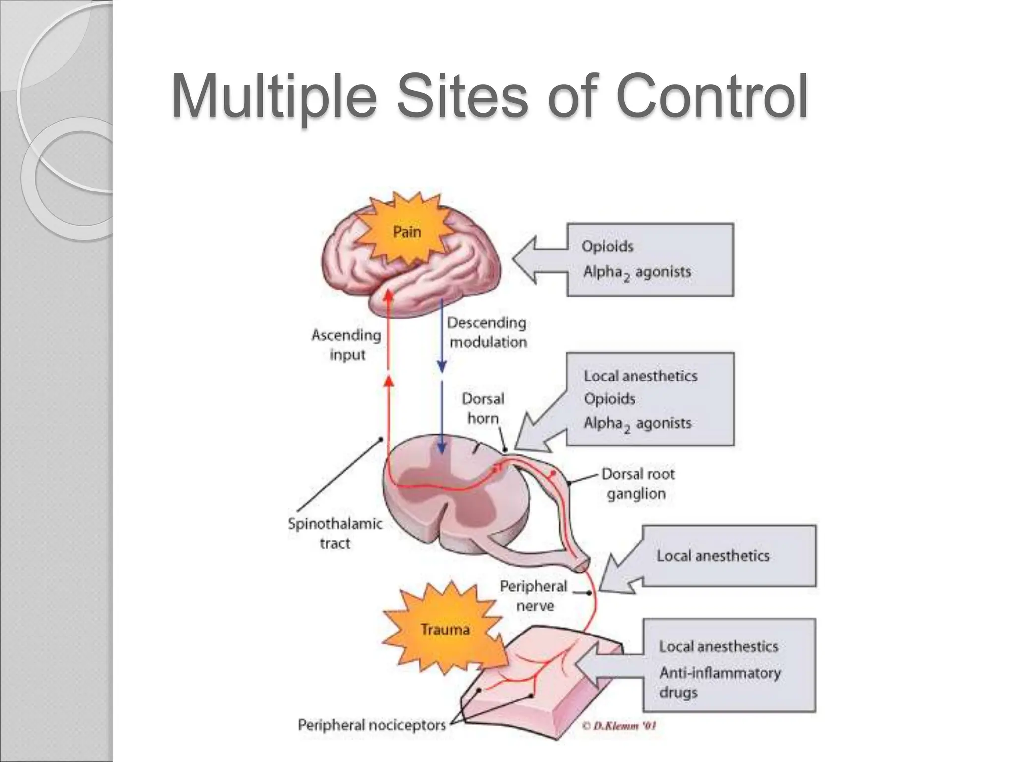 Nervous System, types of pain and pain pathways. | PPT