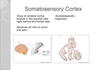 Nervous System, types of pain and pain pathways. | PPT