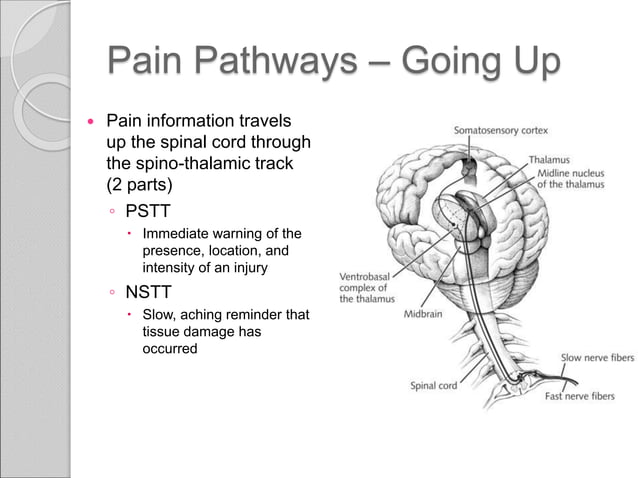 Nervous System, types of pain and pain pathways. | PPT