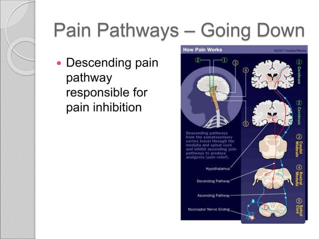 Nervous System, types of pain and pain pathways. | PPT