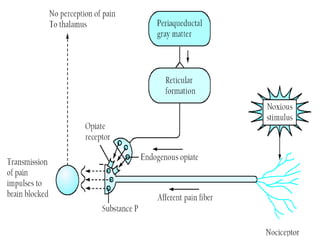 Nervous System, types of pain and pain pathways. | PPT