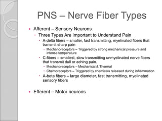 Nervous System, types of pain and pain pathways. | PPT