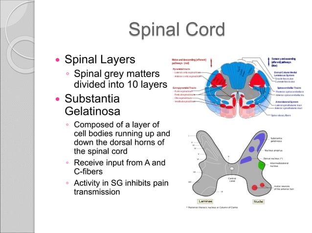 Nervous System, types of pain and pain pathways. | PPT