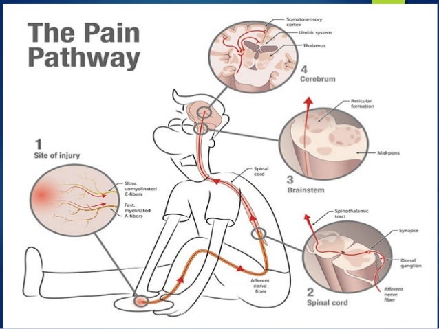 Pain pathway all