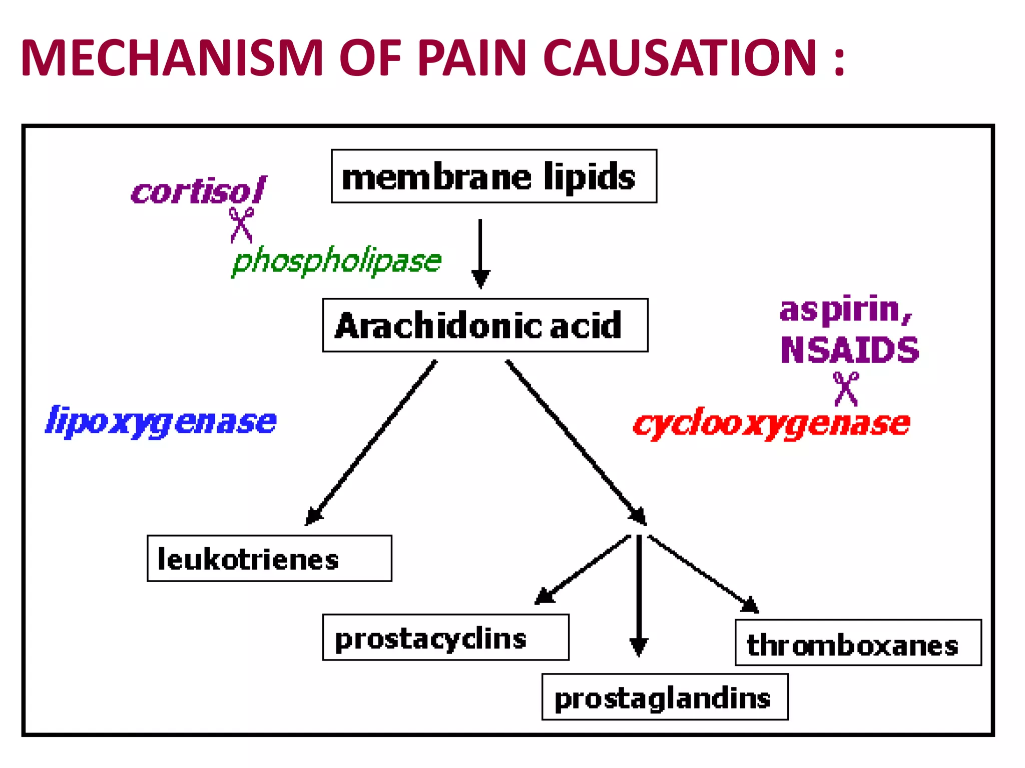 Pain pathway theories of pain | PDF