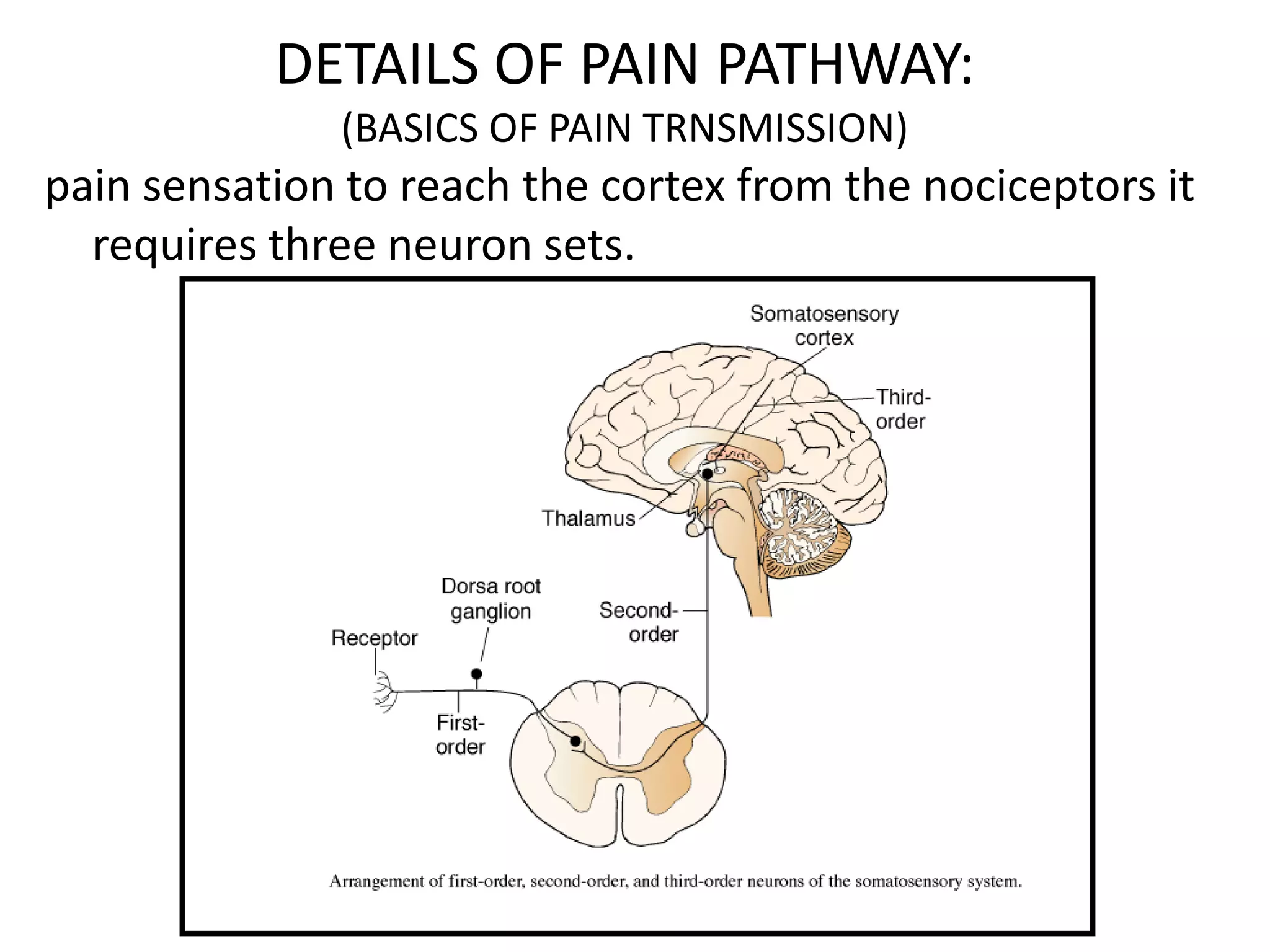 Pain pathway theories of pain | PDF