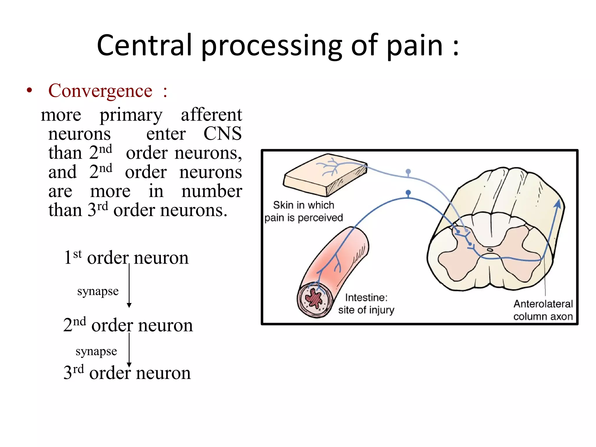 Pain pathway theories of pain | PDF