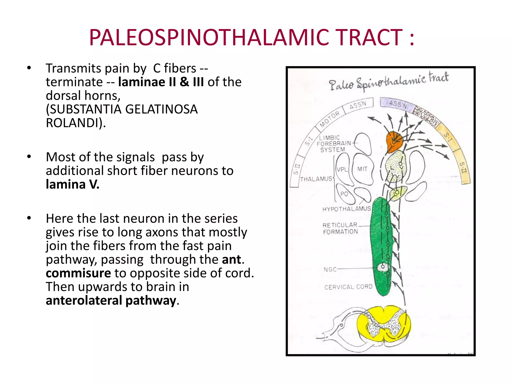 Pain pathway theories of pain | PDF