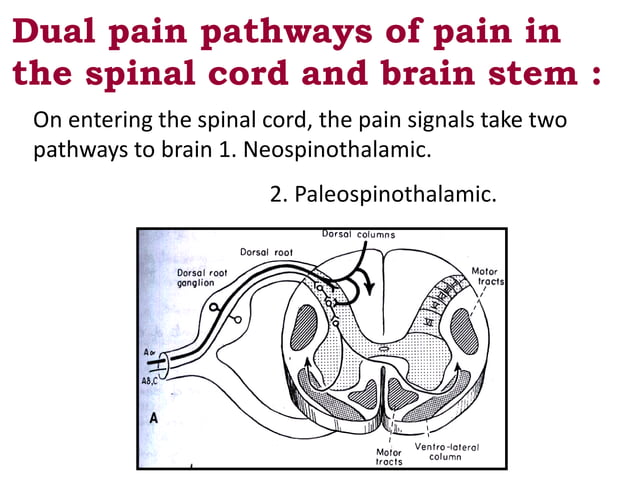 Pain pathway theories of pain | PDF