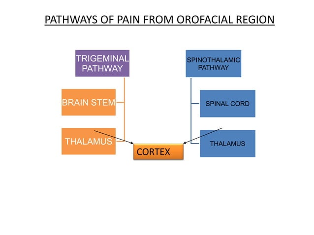 Pain pathway theories of pain | PDF