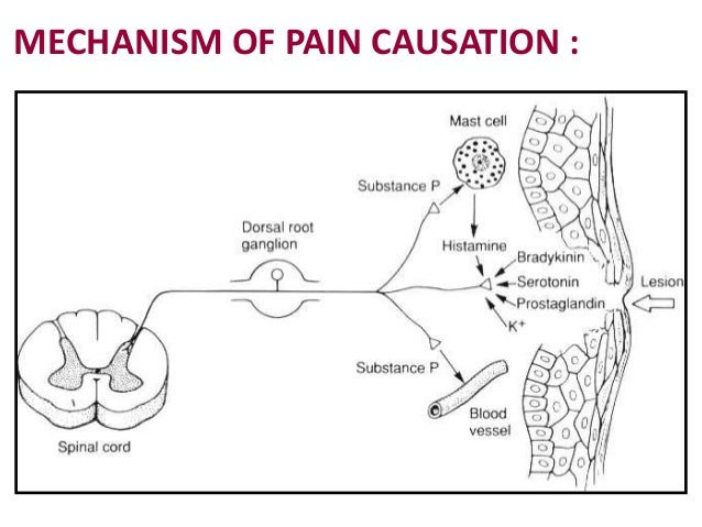 Pain pathway theories of pain
