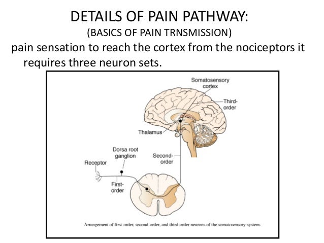 Pain pathway theories of pain