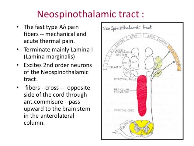 Pain pathway theories of pain