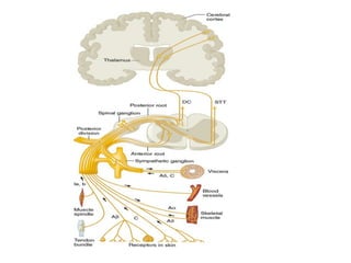 pain pathway ppt and its management and pathways | PPTX