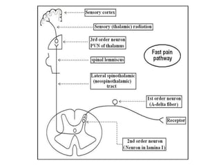 pain pathway ppt and its management and pathways | PPTX