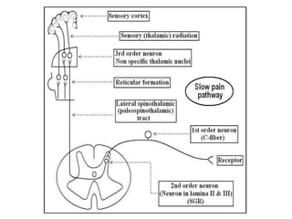 pain pathway ppt and its management and pathways | PPTX