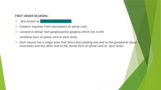 PAIN PATHWAY ppttt final 28.pptx details of different pathway | PPTX