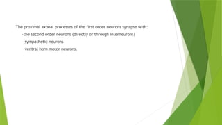 PAIN PATHWAY ppttt final 28.pptx details of different pathway | PPTX