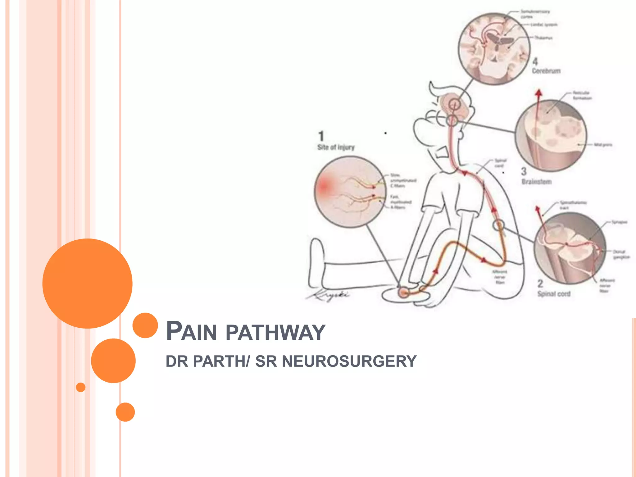 Pain pathway | PPTX