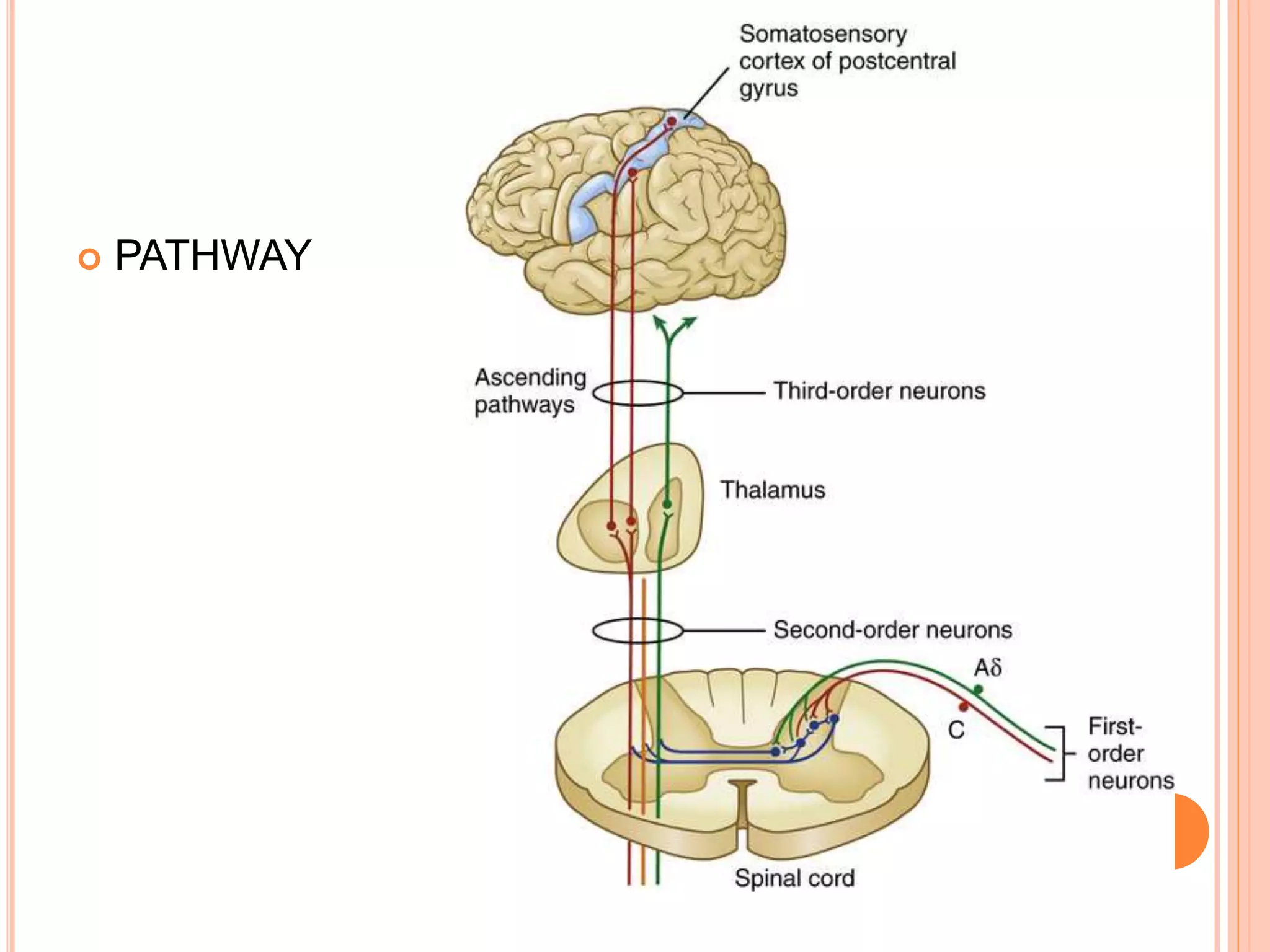Pain pathway | PPTX