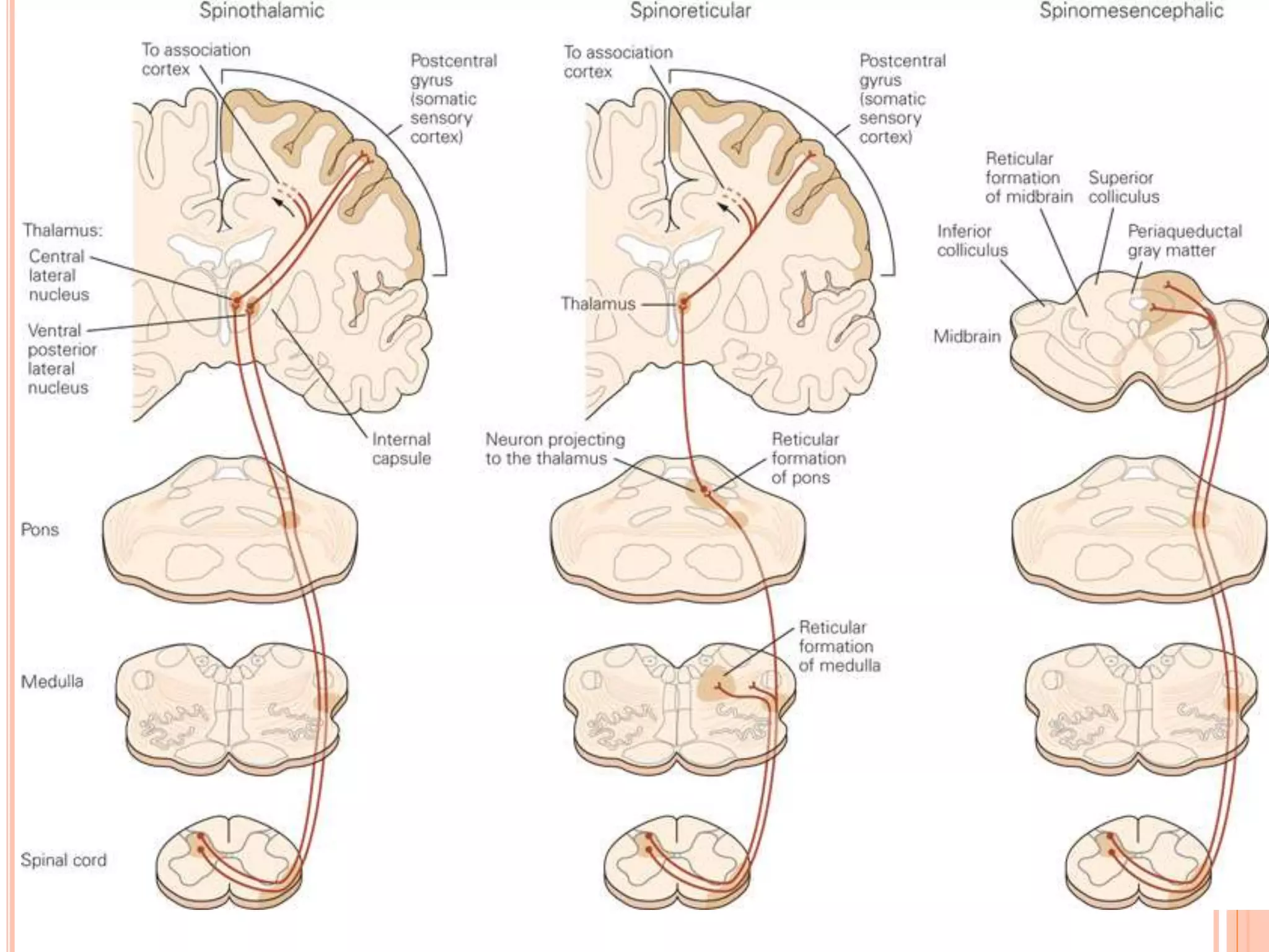 Pain pathway | PPTX