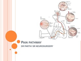 Pain pathway | PPTX